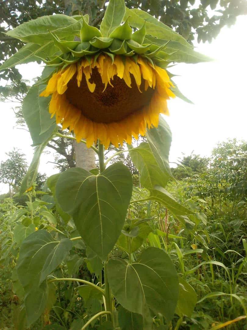 Ditch the sugarcane and embrace the sunseed flower! – ACBF